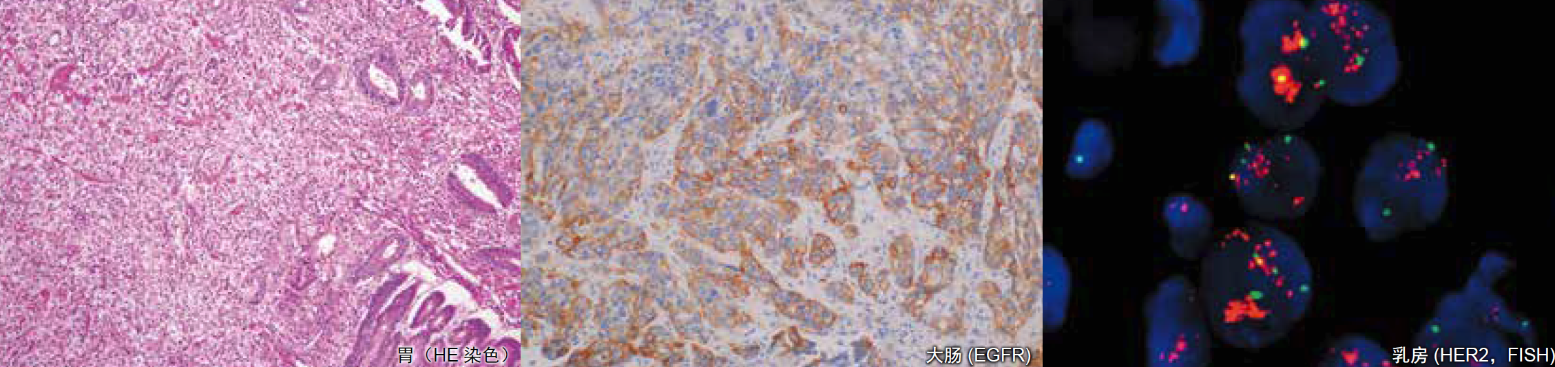 奥林巴斯BX53生物显微镜-苏州精开仪器设备有限公司 - 苏州精开仪器设备有限公司